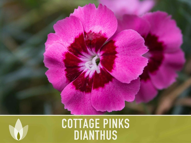 Cottage Pinks Dianthus Flower Seeds Heirloom Seeds Chinese - Etsy