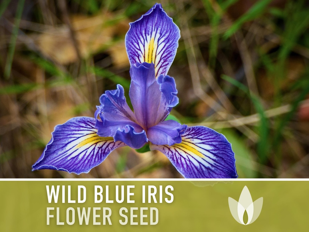 Wild Blue Iris Flower Seeds - Heirloom Seeds, Missouri Native Flower, Rocky Mountain Iris ...