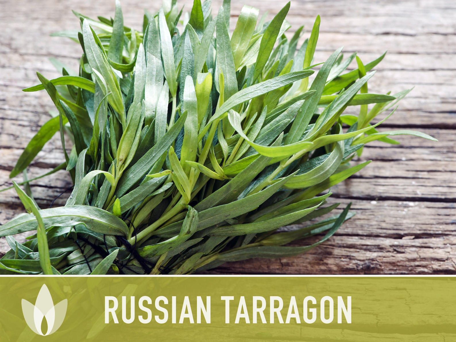 Tarragon Russian Herb Heirloom Seeds - Etsy