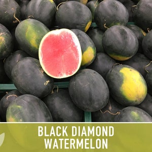 Black Diamond Watermelon Heirloom Seeds - Etsy
