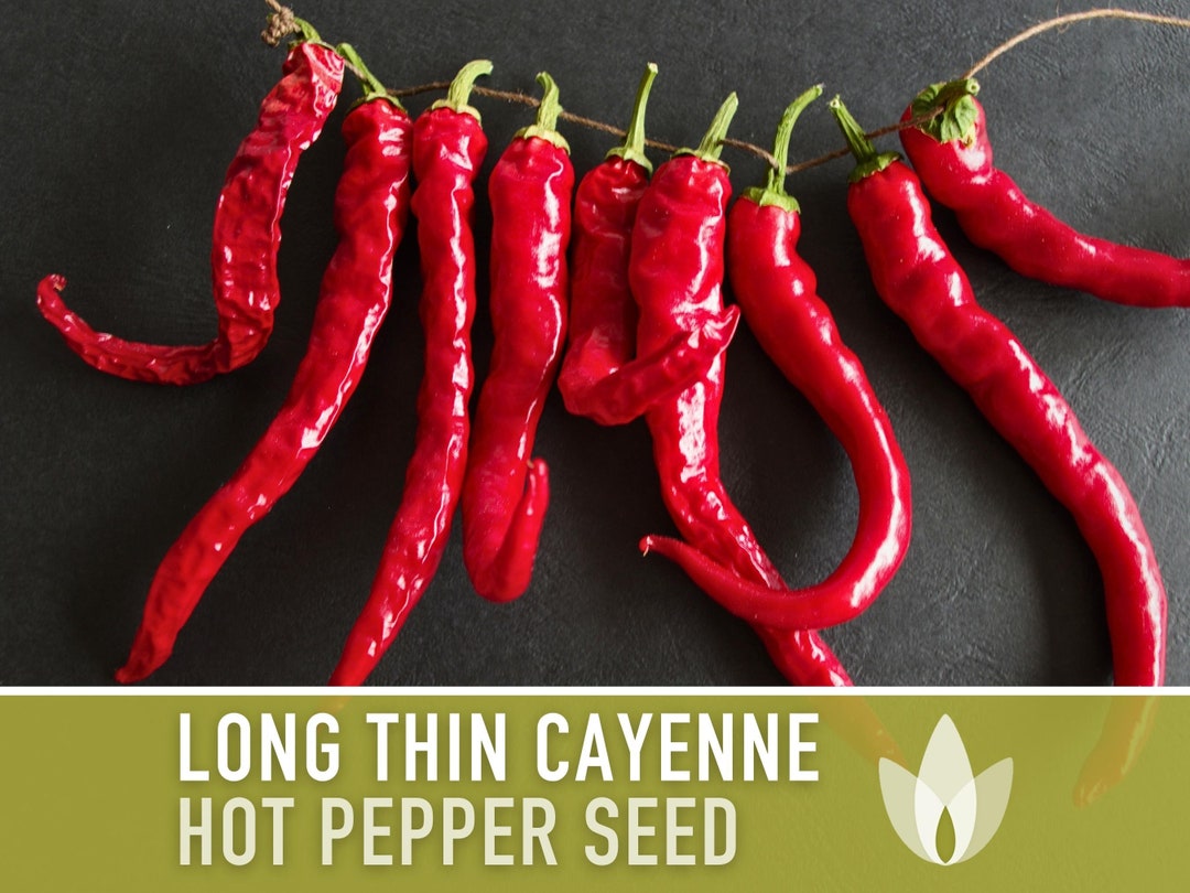 Cayenne Hot Pepper Seeds - Heirloom Seeds, Long Thin, Red Chili Pepper ...
