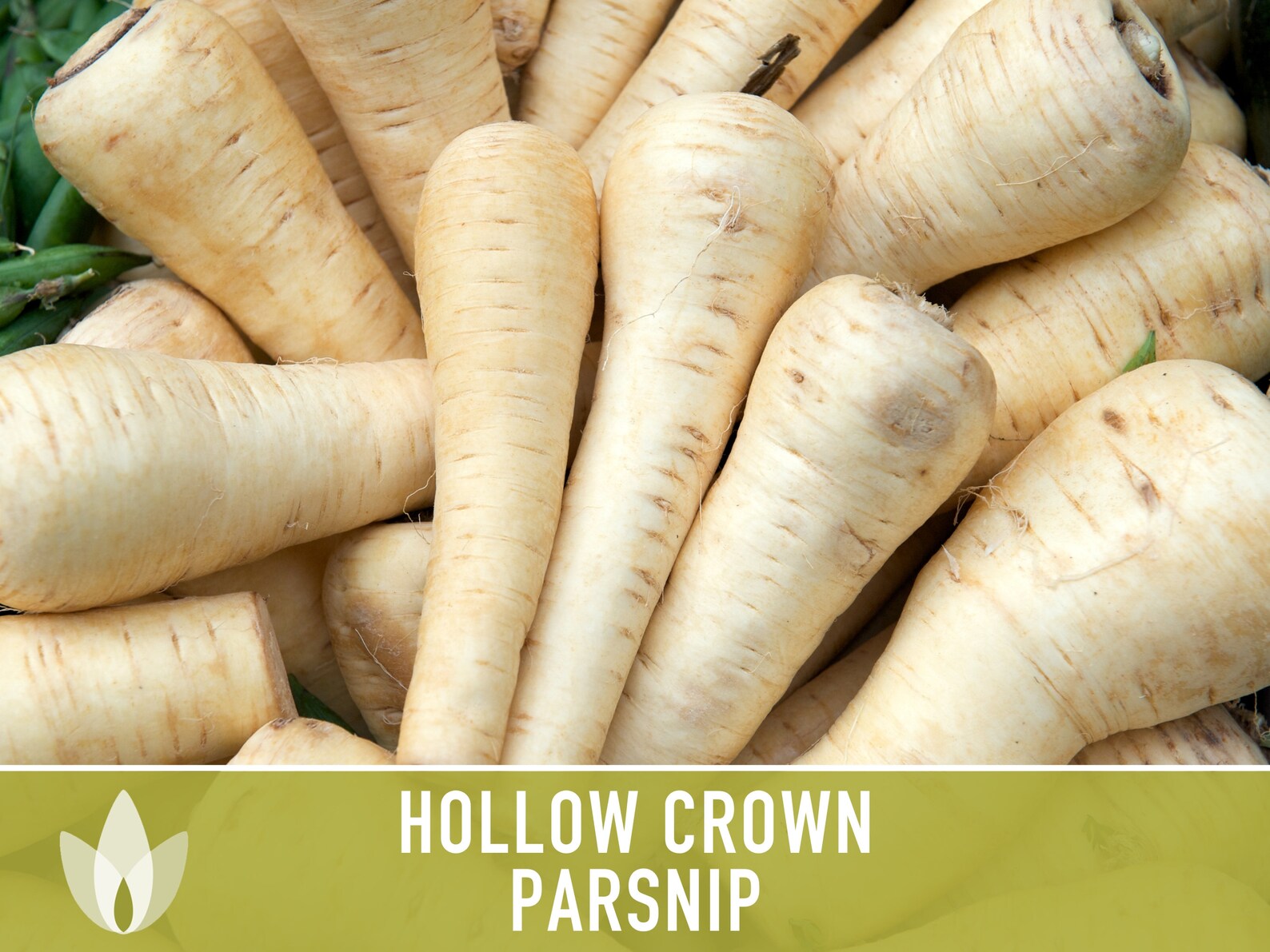 Hollow Crown Parsnip Heirloom Seeds Non-gmo Open - Etsy