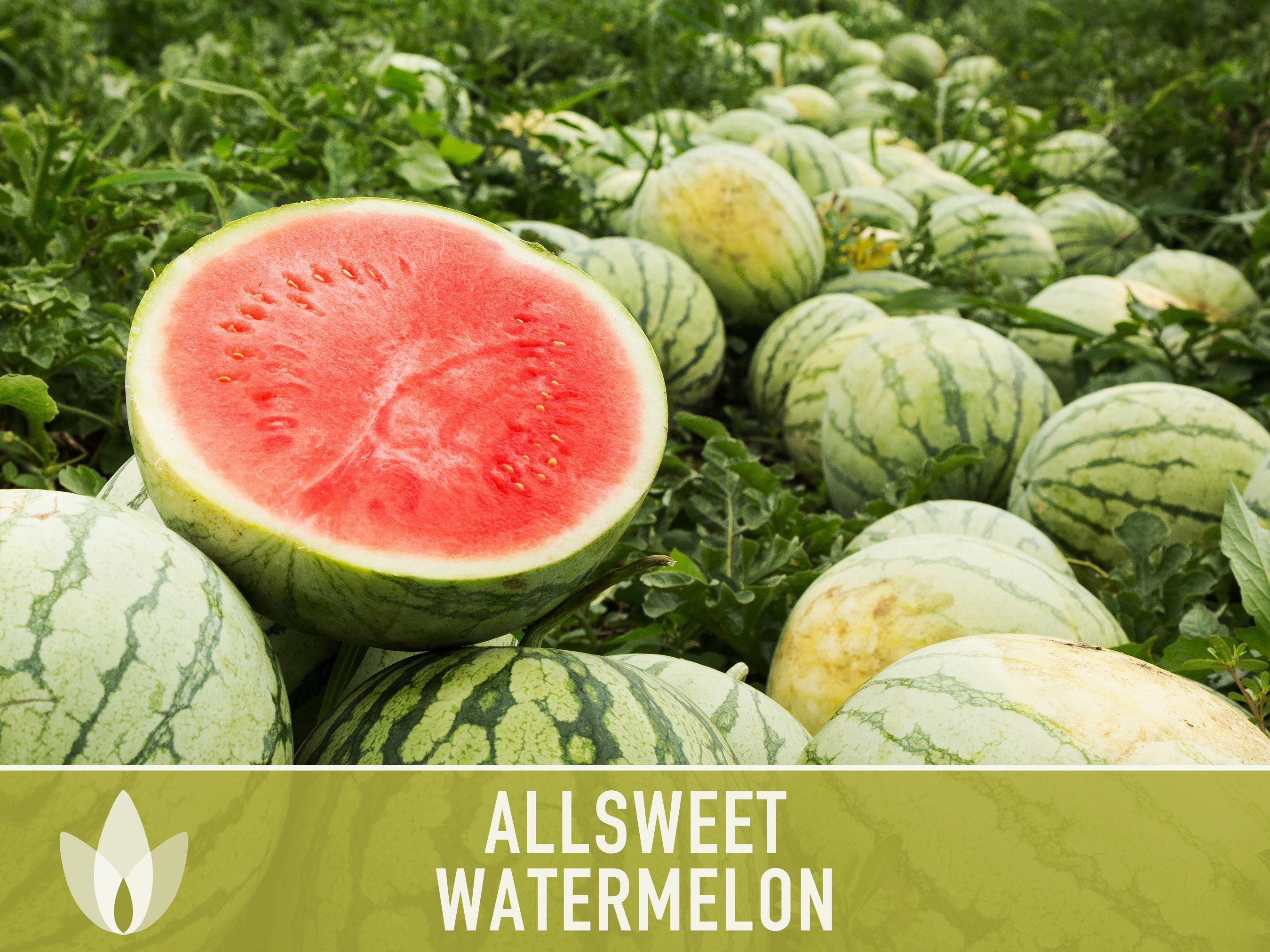 Allsweet Watermelon Heirloom Seeds - Non-gmo, Open Pollinated ...