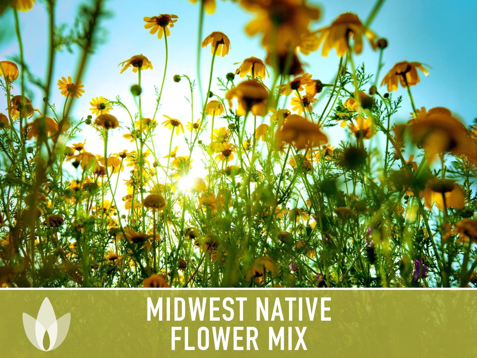 Midwest Native Mix Flower Seeds Heirloom Native Flower - Etsy