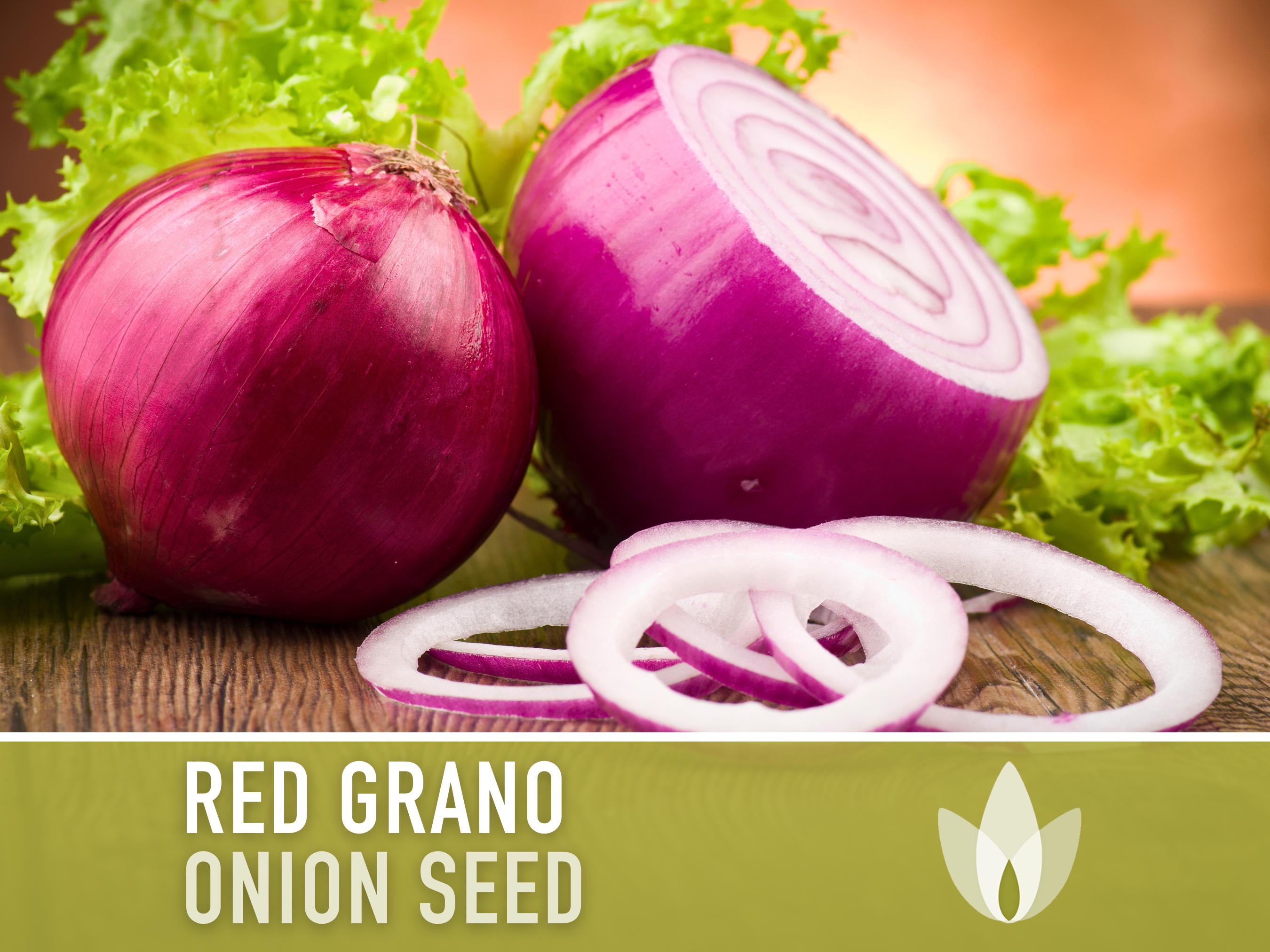 Red Grano Onion Seeds - Non-gmo Heirloom Variety - Etsy