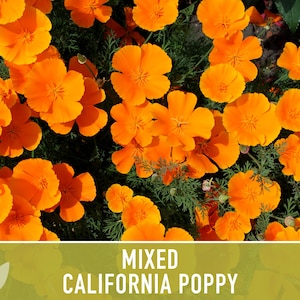 California Poppy, Mix Heirloom Seeds - Flower Seeds, Cool Weather Seeds ...