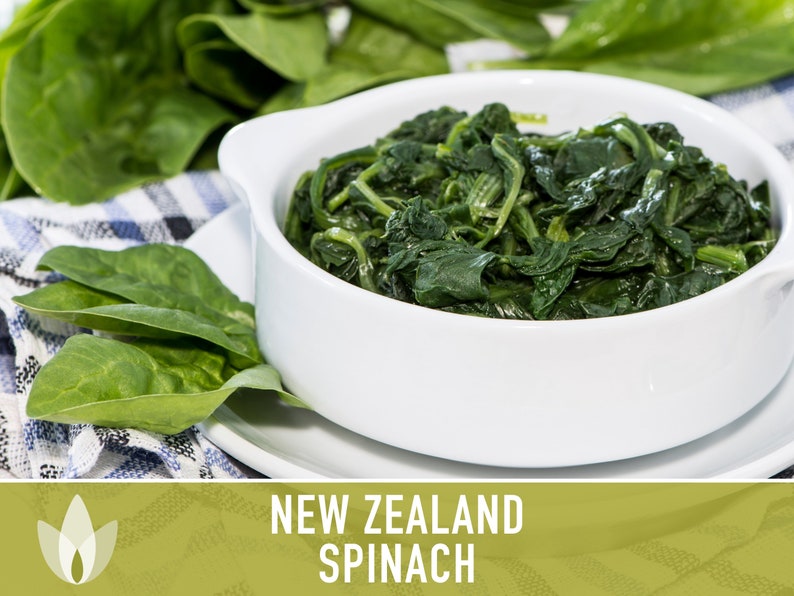 New Zealand Spinach Seeds Heirloom Seeds Summer Spinach - Etsy