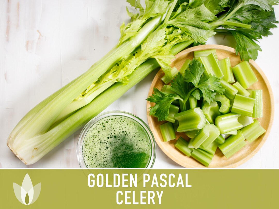 Golden Pascal Celery Heirloom Seeds - Etsy