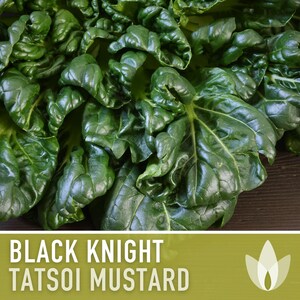 Black Knight Tatsoi Mustard Greens Seeds - Heirloom Seeds, Asian ...