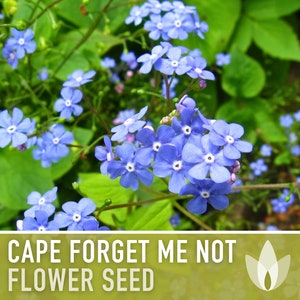Cape Forget Me Not - 100 Seeds - Heirloom Flower Seeds, Blue Angel ...