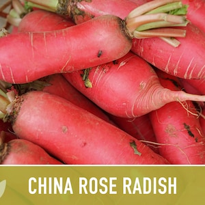 China Rose Radish Heirloom Seeds - Root Vegetables, Fall Garden ...