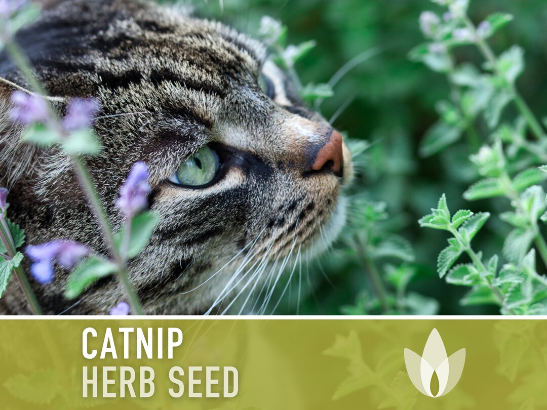 Catnip Herb Heirloom Seeds - Non GMO, Cat Grass, Open Pollinated, Pet ...