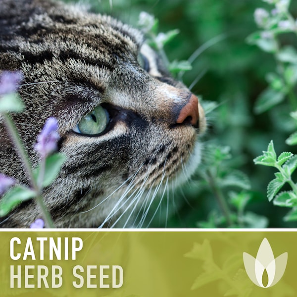 Catnip Seeds - Etsy