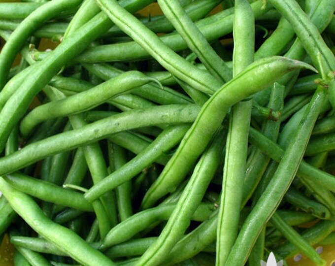 Jade Bush Bean Heirloom Seeds Non-gmo Open Pollinated | Etsy