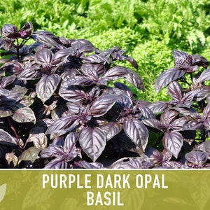 Dark Purple Opal Basil Heirloom Seeds Culinary Herb - Etsy