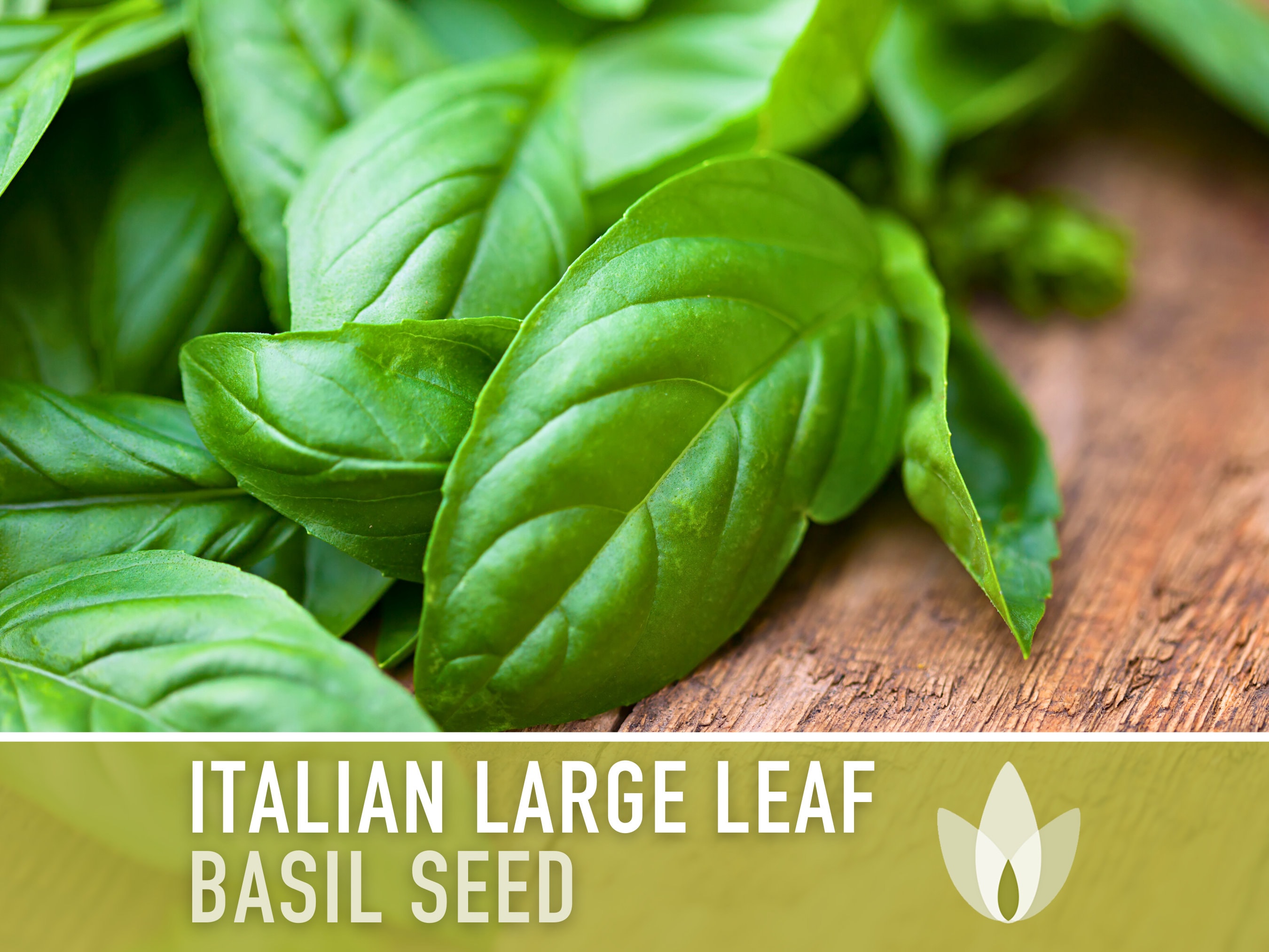 Italian Large Leaf Basil Heirloom Herb Seeds - Non-gmo, Open Pollinated ...