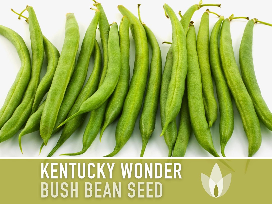 Kentucky Wonder Bush Bean Seeds - Heirloom Seeds, High Yield, Container ...
