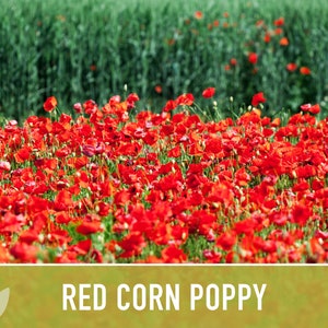 Red Corn Poppy Heirloom Seeds - Flower Seeds, Cool Weather Seeds ...