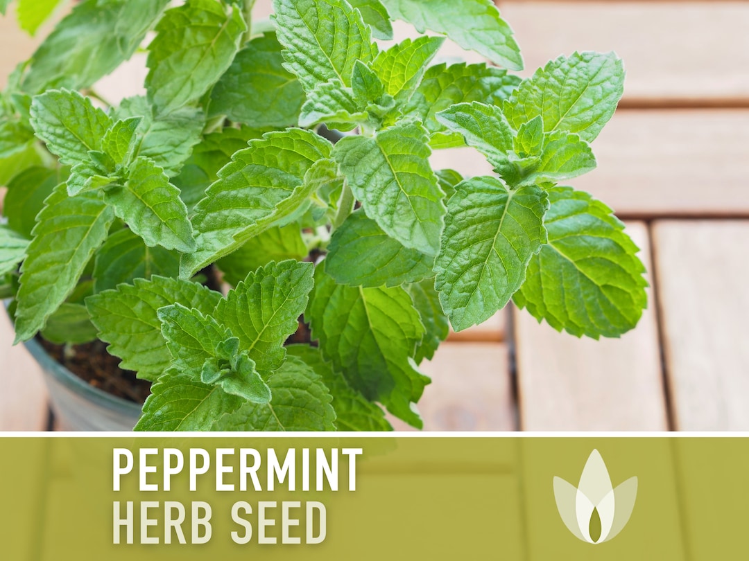 Peppermint Seeds - Heirloom Seeds, Medicinal Herb Seeds, Culinary Herb ...