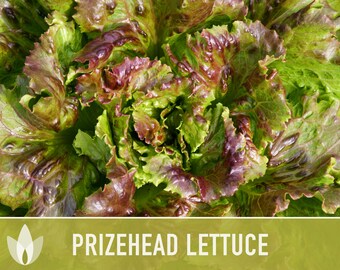 Prizehead Lettuce heirloom/op Seeds: Prize Head Leaf - Etsy