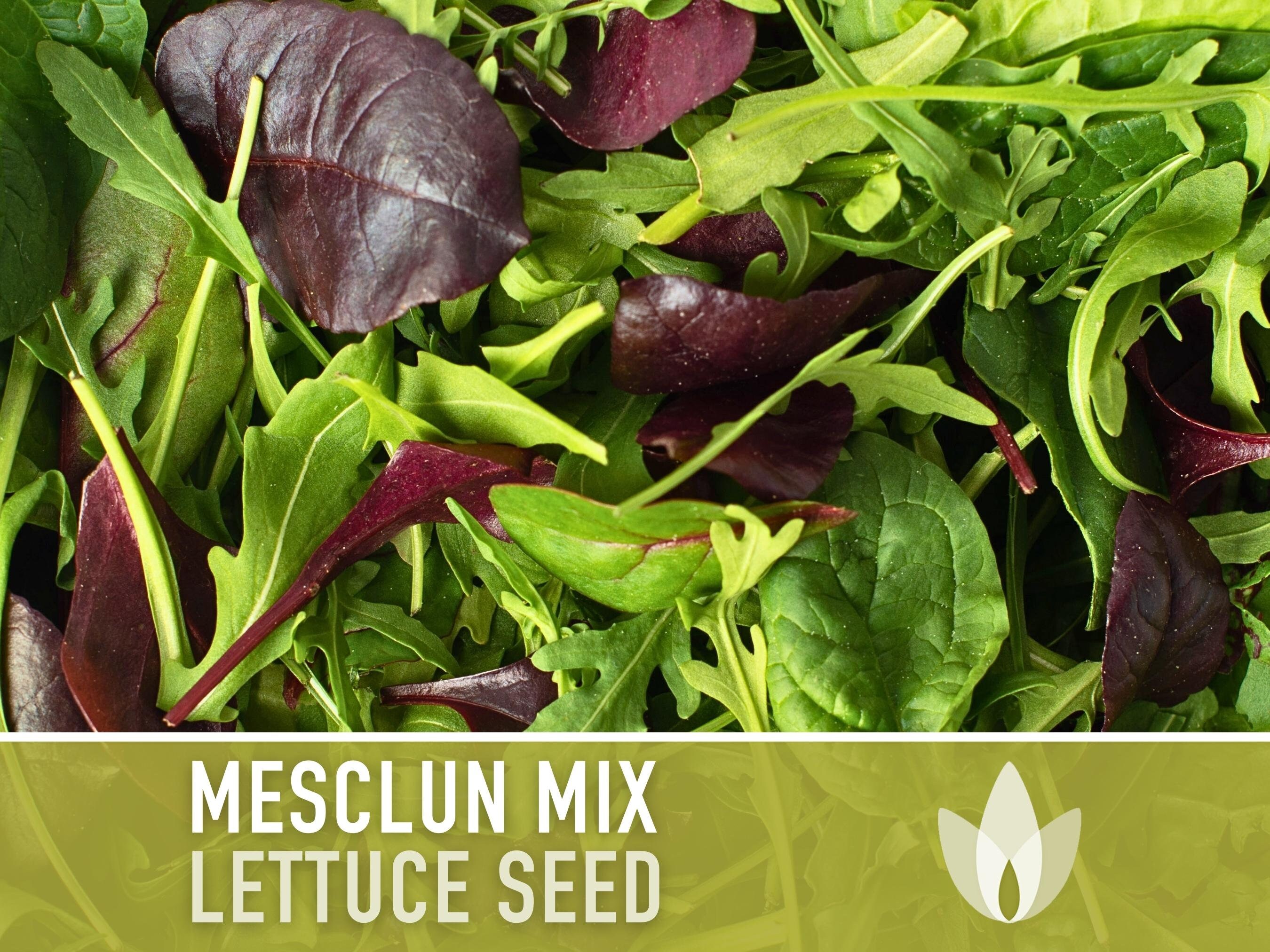 Mesclun Lettuce Mix Seeds – Heirloom European Salad Greens, Non-gmo - Etsy