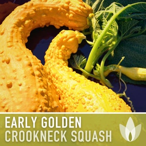 Early Golden Crookneck Summer Squash Heirloom Seeds - Prolific, Buttery ...