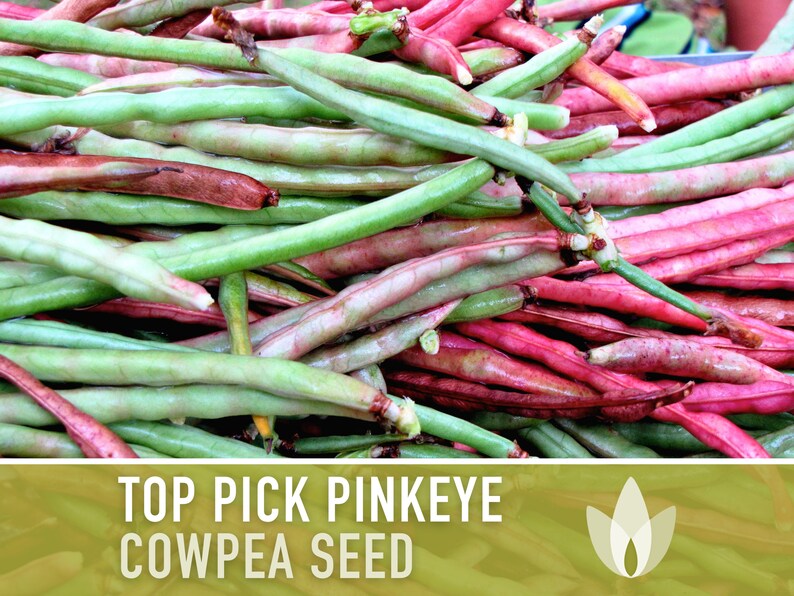 Top Pick Pinkeye Cowpea Seeds - Heirloom Bush Bean - Etsy