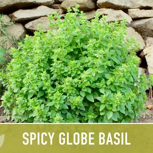 Spicy Globe Basil Seeds - Dwarf Basil, Greek Basil, Heirloom Seeds ...