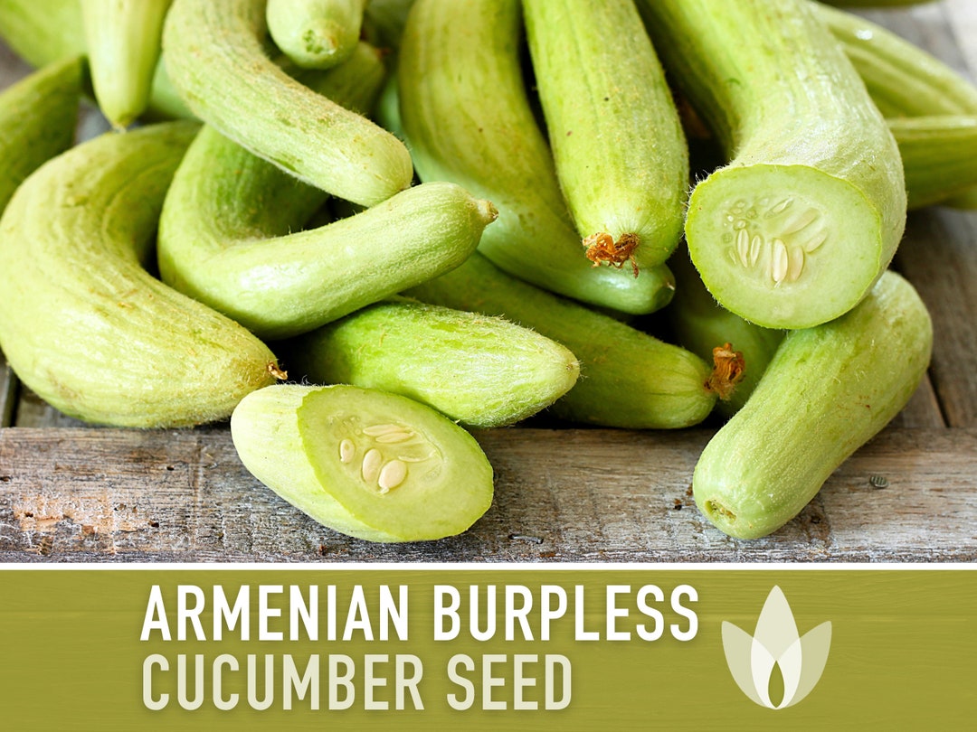 Armenian Pale Green Burpless Cucumber Seeds - Heirloom, Organic, Non ...