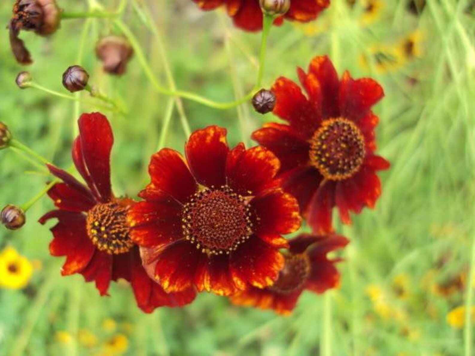 Dwarf Red Plains Coreopsis Flower Seeds Heirloom Native - Etsy