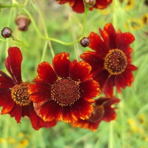 Dwarf Red Plains Coreopsis Flower Seeds Heirloom Native - Etsy