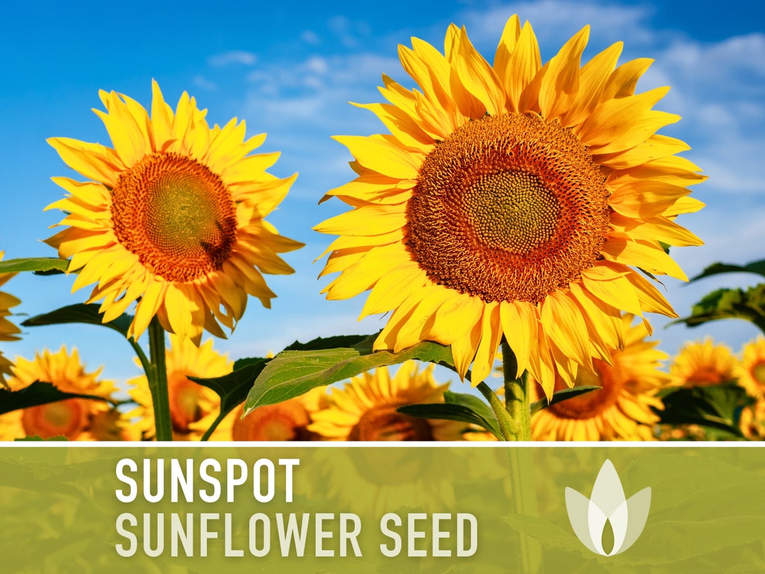 Sunspot Sunflower Seeds - Dwarf Heirloom Variety, Non-gmo - Etsy