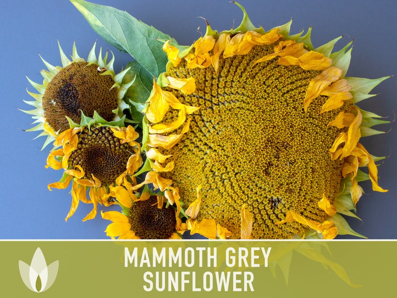Mammoth Grey Stripe Sunflower Heirloom Seeds, Flower Seeds - Etsy