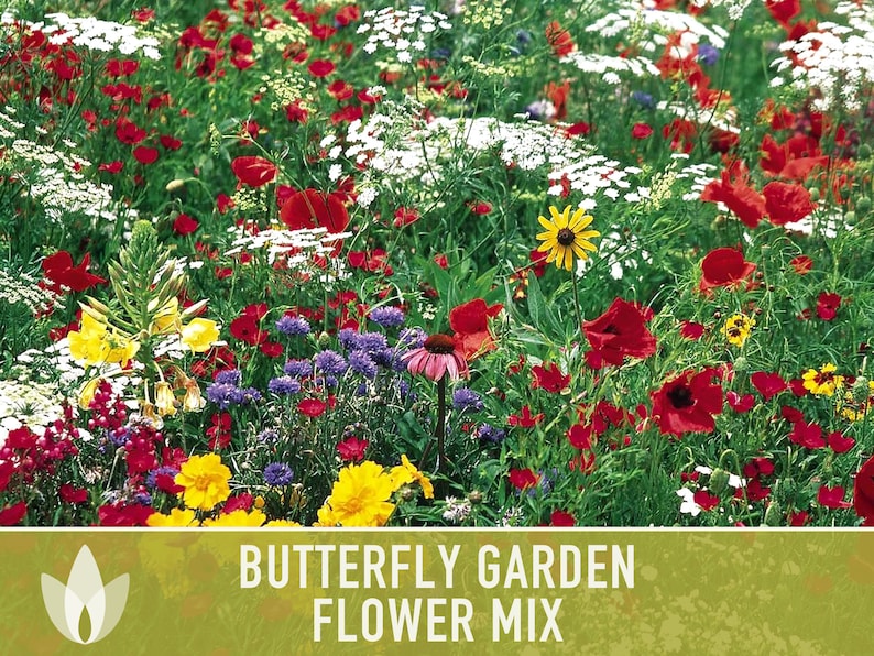 Butterfly Garden Flower Seeds Mix, Pollinator Wildflower Seeds - Etsy