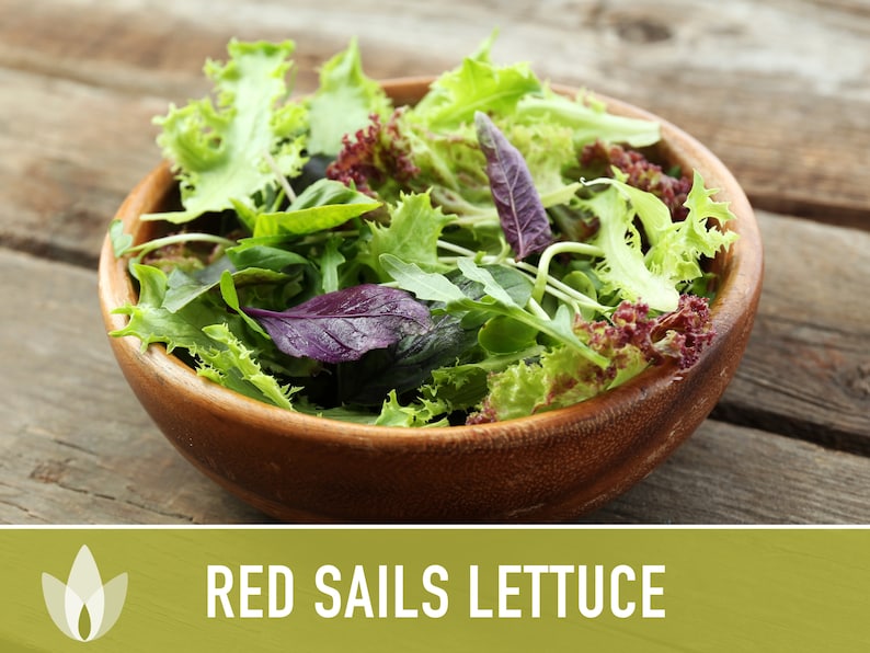 Red Sails Lettuce Heirloom Seeds - Etsy