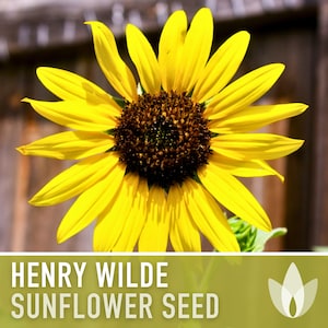 Henry Wilde Sunflower Seeds - Heirloom Seeds, Rustic Sunflower, Classic ...
