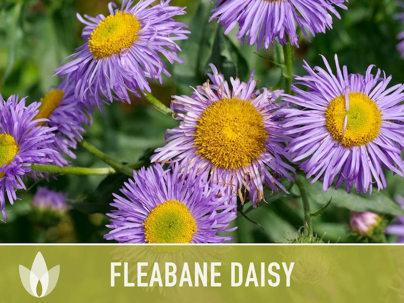 Fleabane Daisy Flower Seeds - Aspen Daisy, Dainty Daisy, Showy Daisy ...