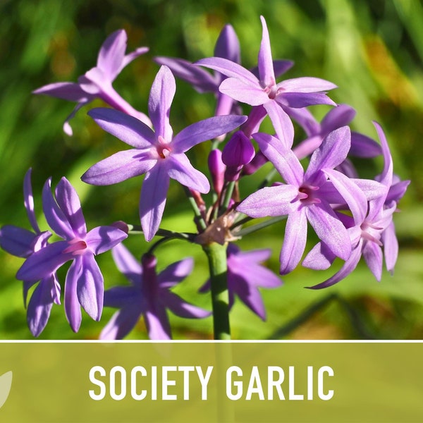 Society Garlic - Etsy