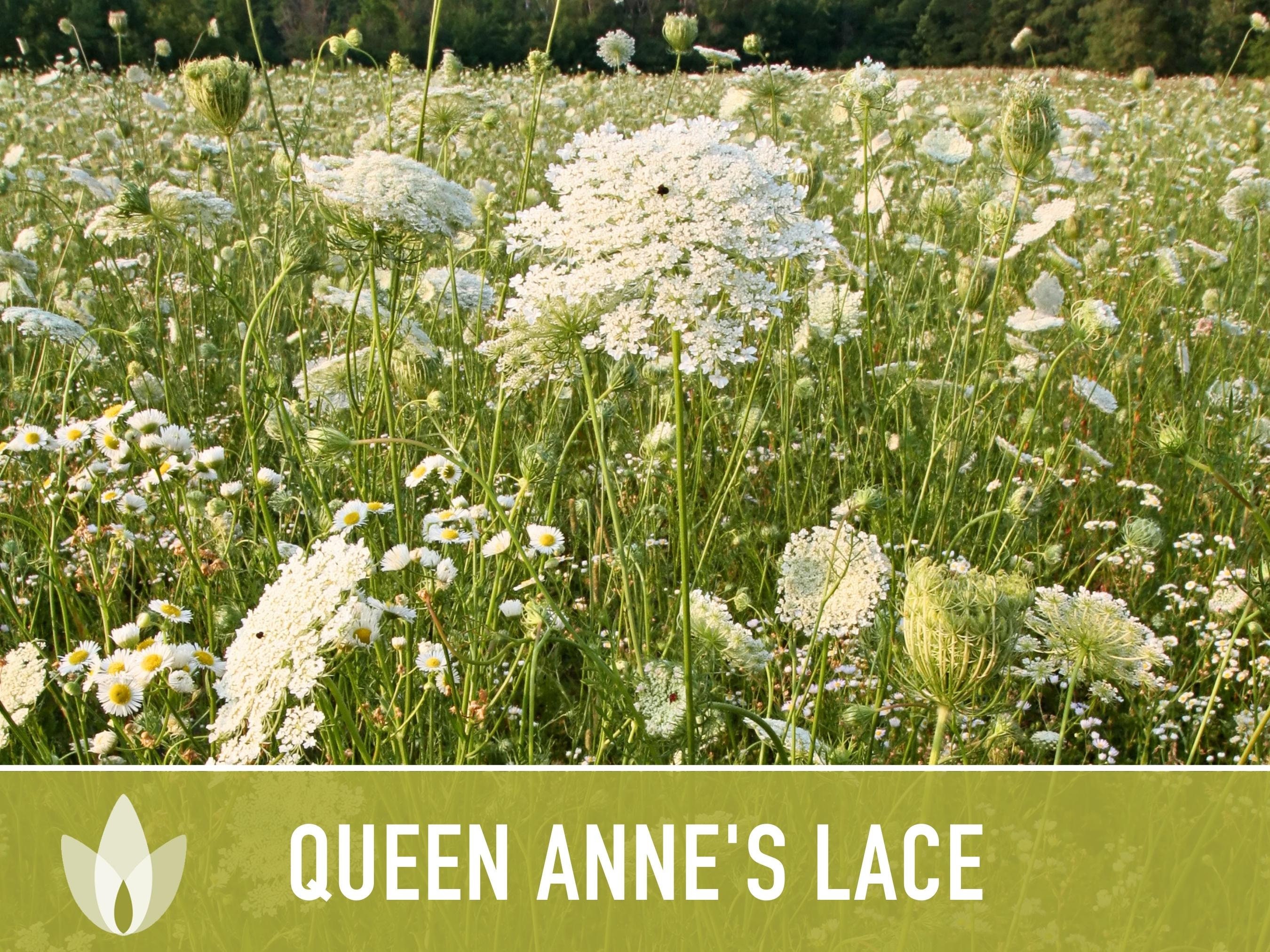 Queen Anne's Lace Seeds - Heirloom Daucus Carota, Pollinator Friendly ...