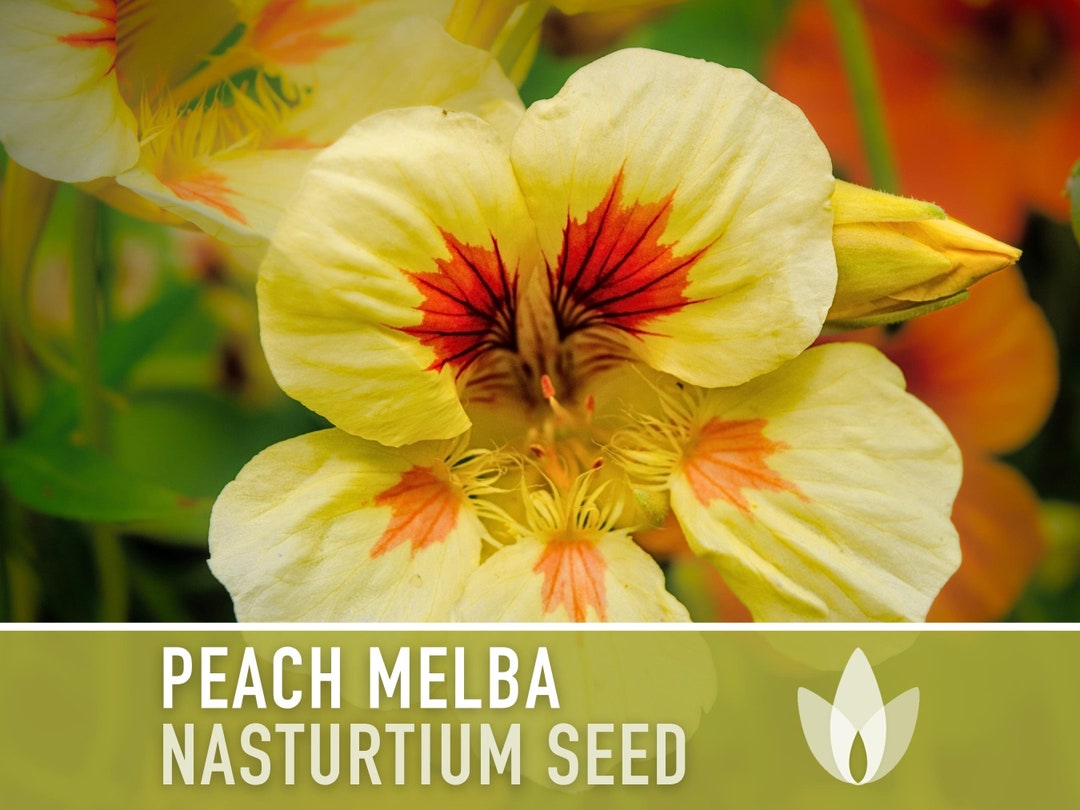 Nasturtium, Peach Melba Dwarf Heirloom Flower Seeds - Etsy