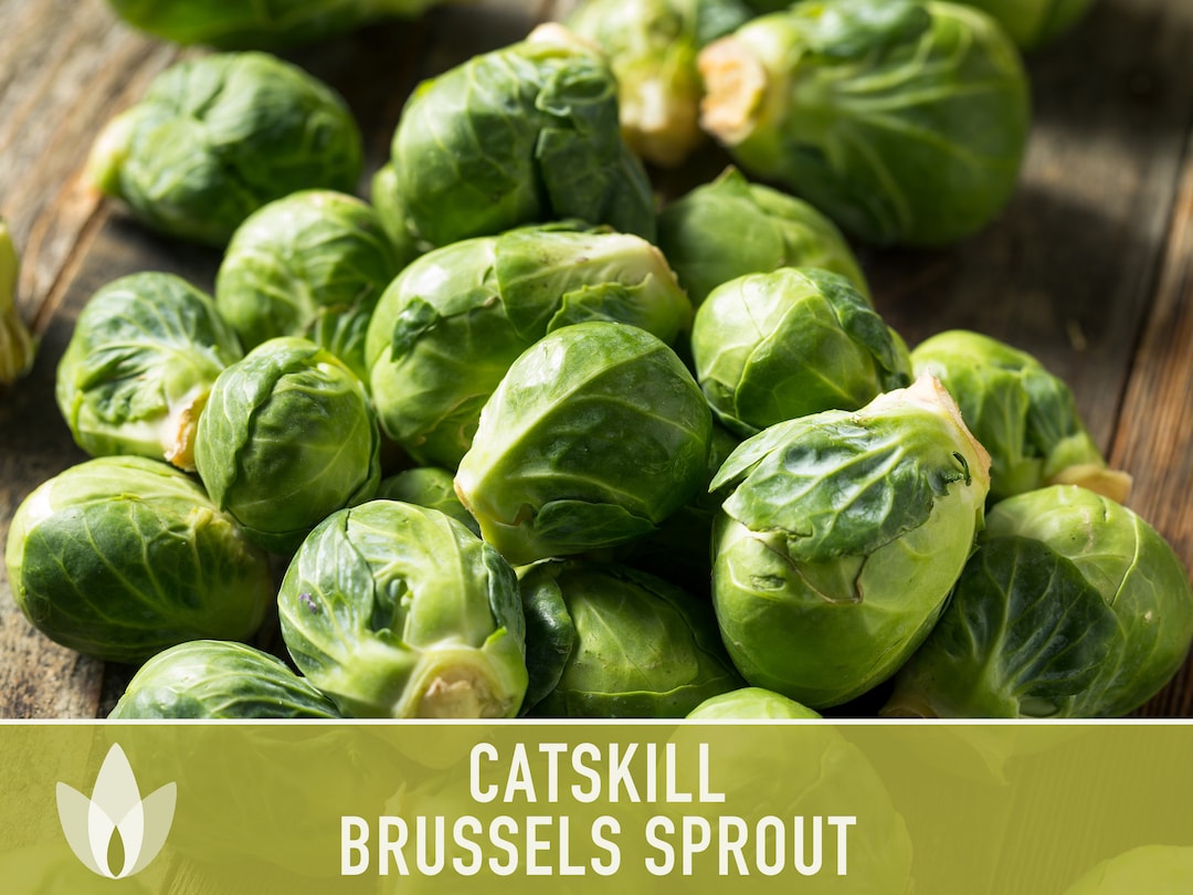 Catskill Brussels Sprout Heirloom Seeds - Etsy