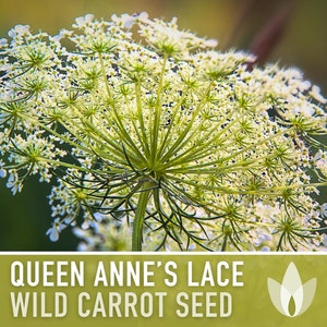 Queen Anne's Lace Seeds - Heirloom Daucus Carota, Pollinator Friendly ...