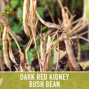Dark Red Kidney Bean Seeds - Heirloom Seeds, Bush Bean, High Yield ...