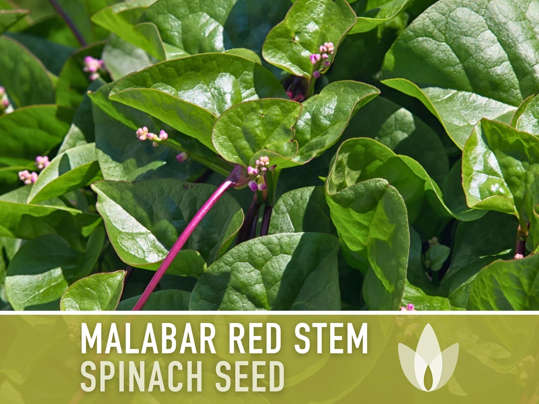 Red Spinach Seeds