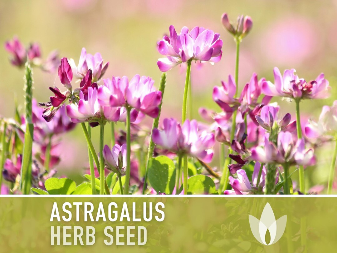 Astragalus Herb Seeds - Heirloom Seeds, Chinese Milk Vetch, Huang Qi ...