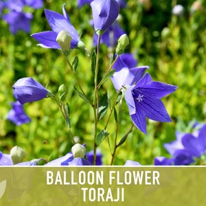 Balloon Flower, Toraji Flower Seeds - Heirloom Seeds, Ancient Medicinal ...