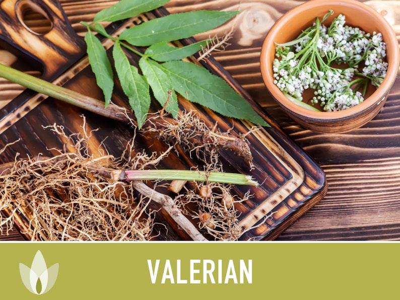 Valerian Herb Seeds Heirloom Seeds Medicinal Herb Seeds - Etsy