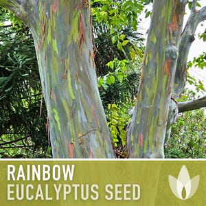 Eucalyptus Rainbow Gum Tree - 100 Seeds - Heirloom Seeds, Indonesian ...