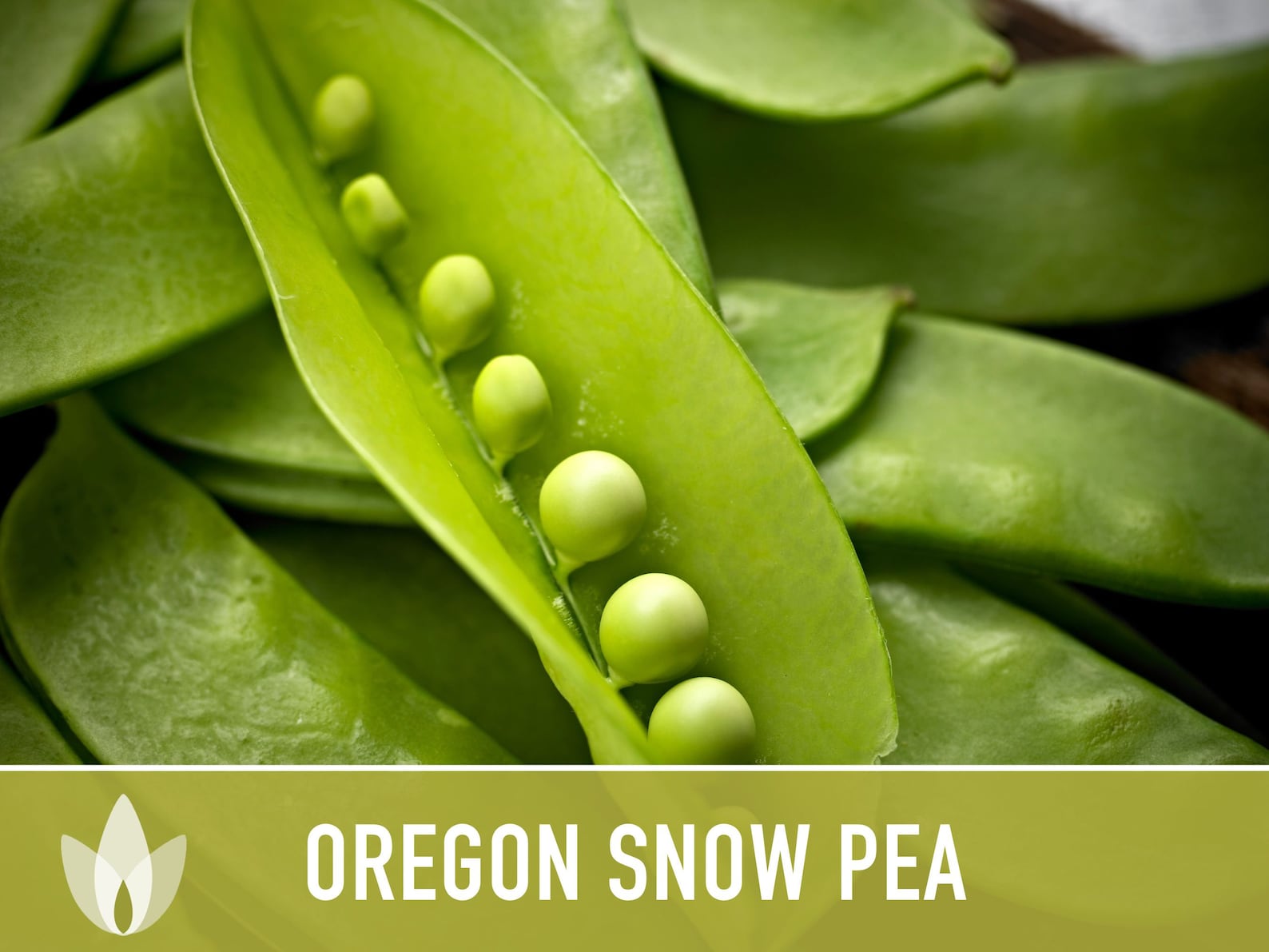 Oregon Sugar Pod Snow Pea Heirloom Seeds - Etsy