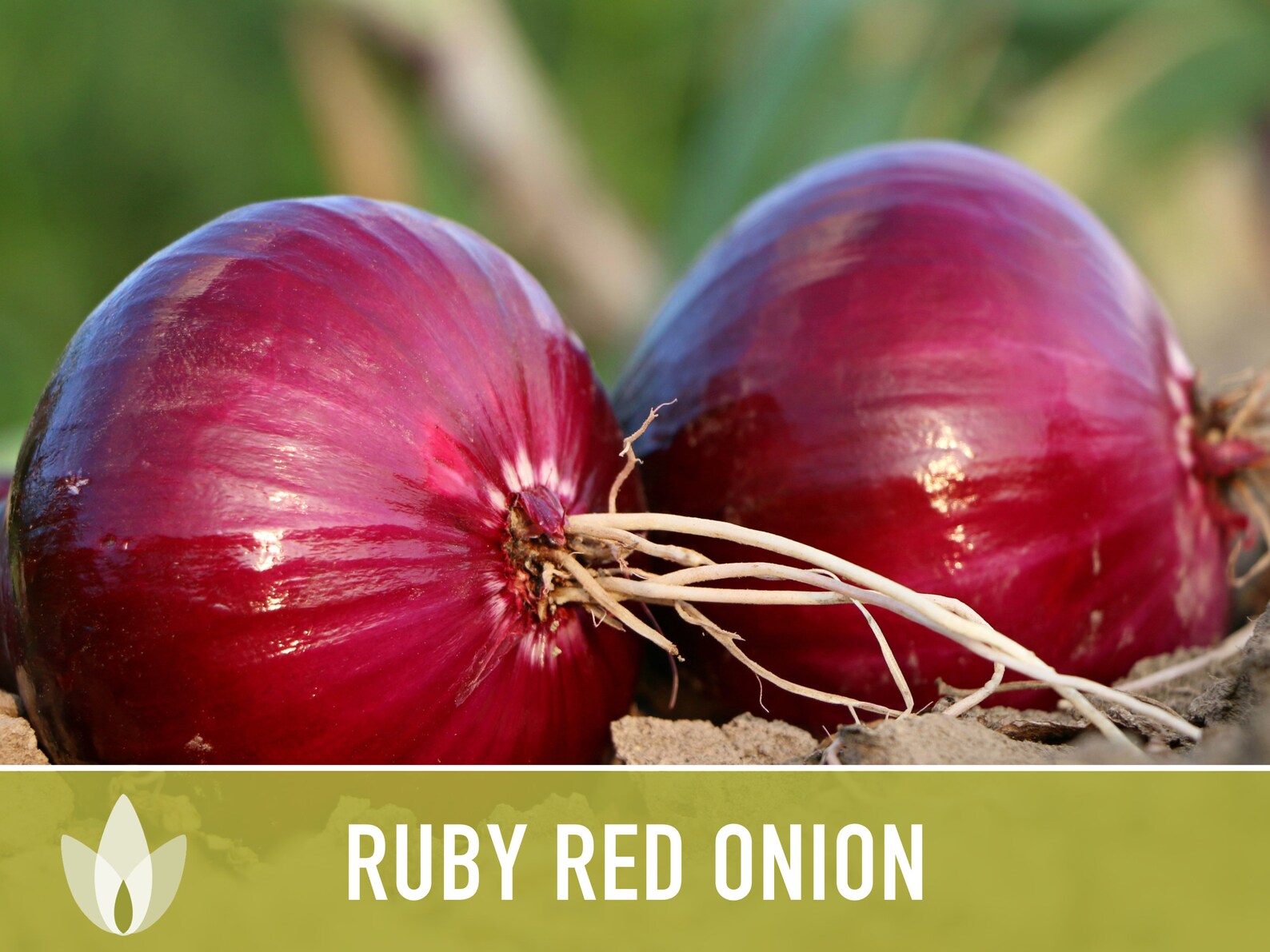 Ruby Red Onion Heirloom Seeds - Etsy